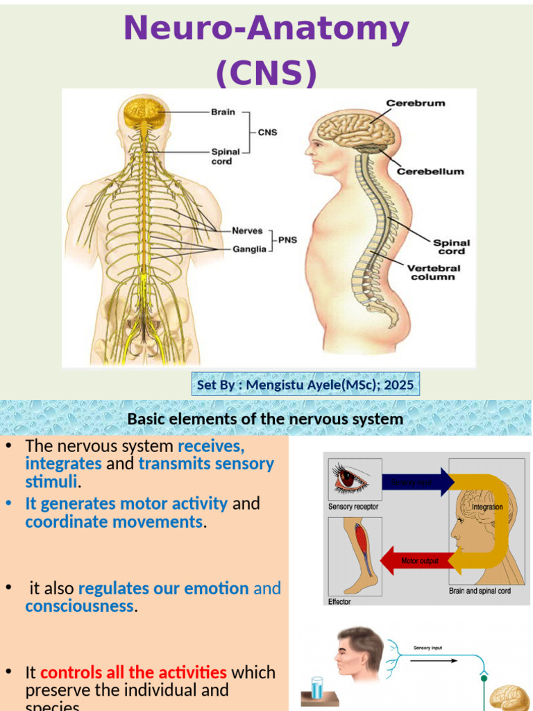 Lecture 1 (Neuro Anatomy 2025 | PDF | Central Nervous System | Parietal ...