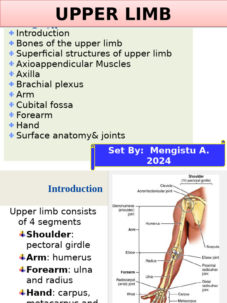 4.anatomy of Upper Limb For PC 2024 | PDF | Arm | Thumb