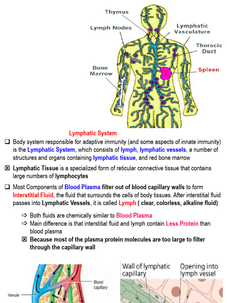 Physiology of Lymphatic System | PDF | Lymph | Lymphatic System