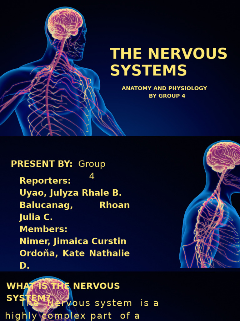 The Nervous Systems Education Presentation Blue Animated Style 20250911 ...
