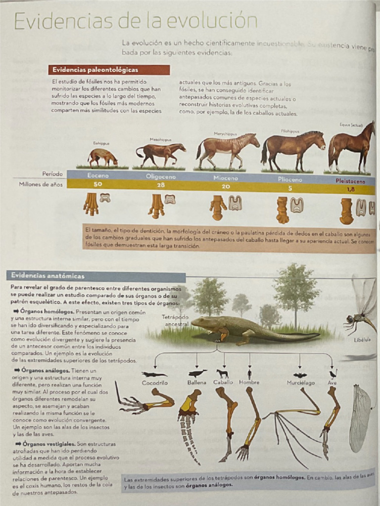 U4.4 - Evidencias de La Evolución | PDF