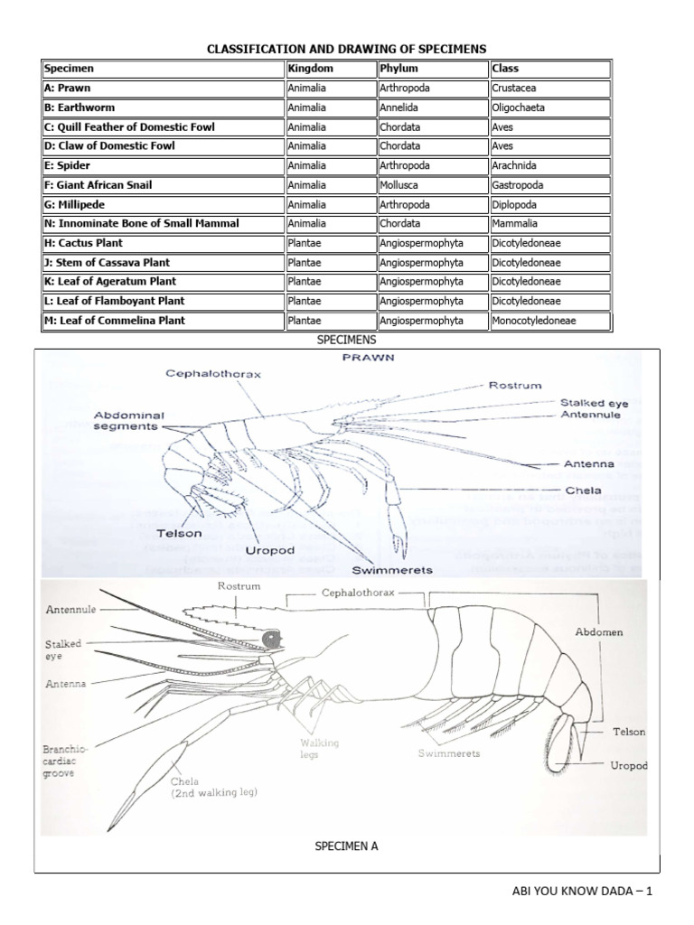 Classification and Drawing of Specimens | PDF
