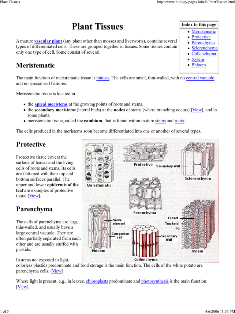 Overview of Plant Tissue Types | PDF | Tissue (Biology) | Plant Stem