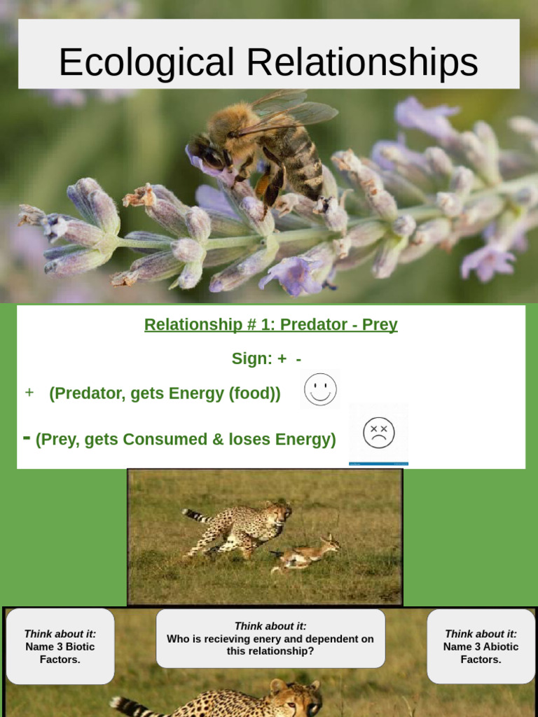 24 Detailed Symbiotic Relationships | PDF | Predation | Ecosystem