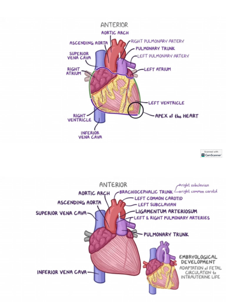 Heart Anatomy | PDF