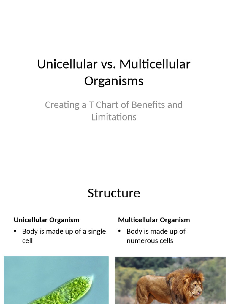 Unicellular vs. Multicellular Organisms | PDF | Cell (Biology) | Organisms