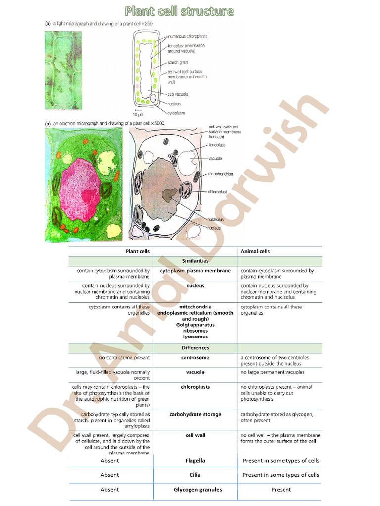 Plant Cell Structure and Function | PDF | Cell Wall | Archaea
