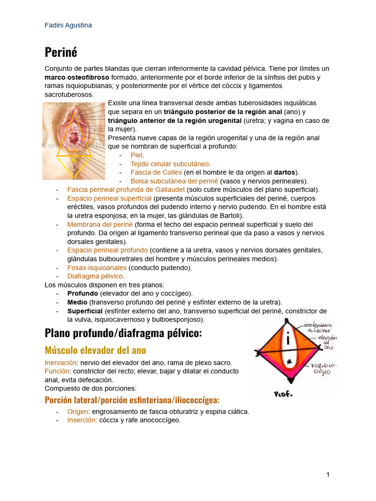 Anatomía del Periné: Estructura y Función | PDF | Pelvis | Sistema ...