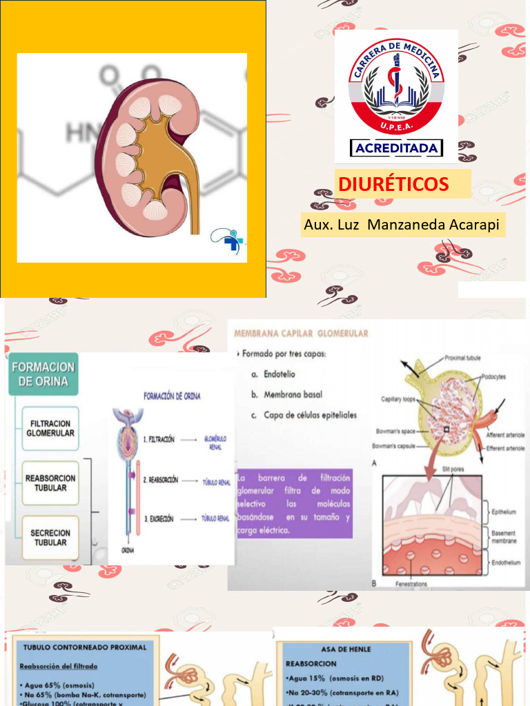 Diuréticos: Tipos y Mecanismos de Acción | PDF | Sodio