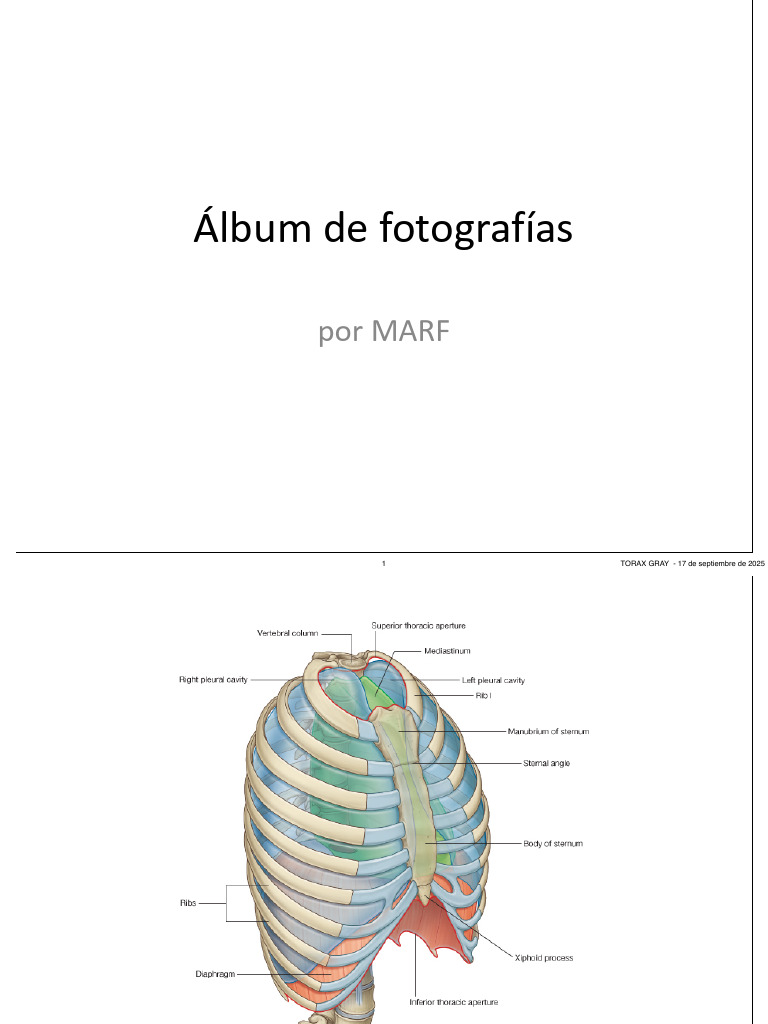 Imagenes de Torax | PDF
