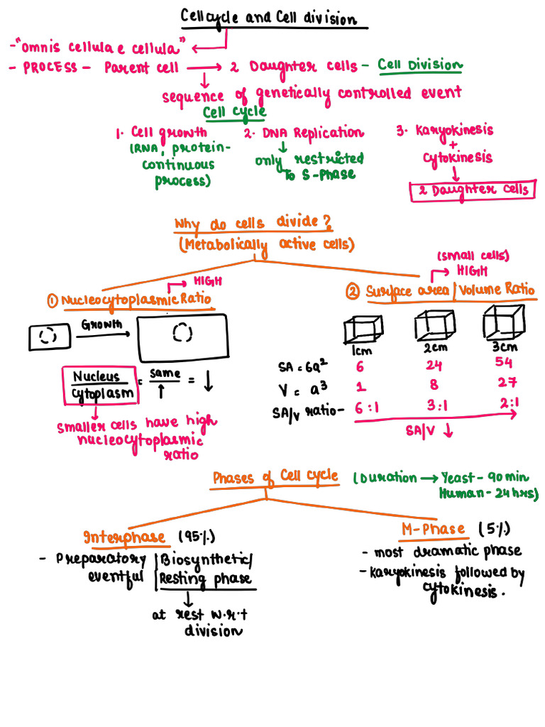 Cell Cycle and Cell Division 1 | PDF