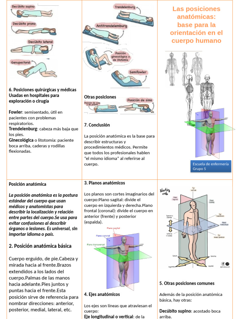 Posiciones anatómicas en cirugía y enfermería | PDF | Anatomía ...