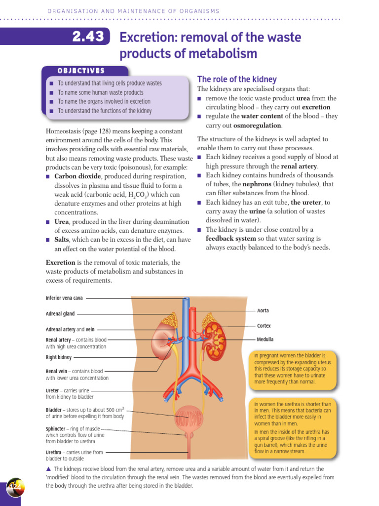 IGCSE - 13. Excretion System | PDF | Kidney | Organ (Anatomy)