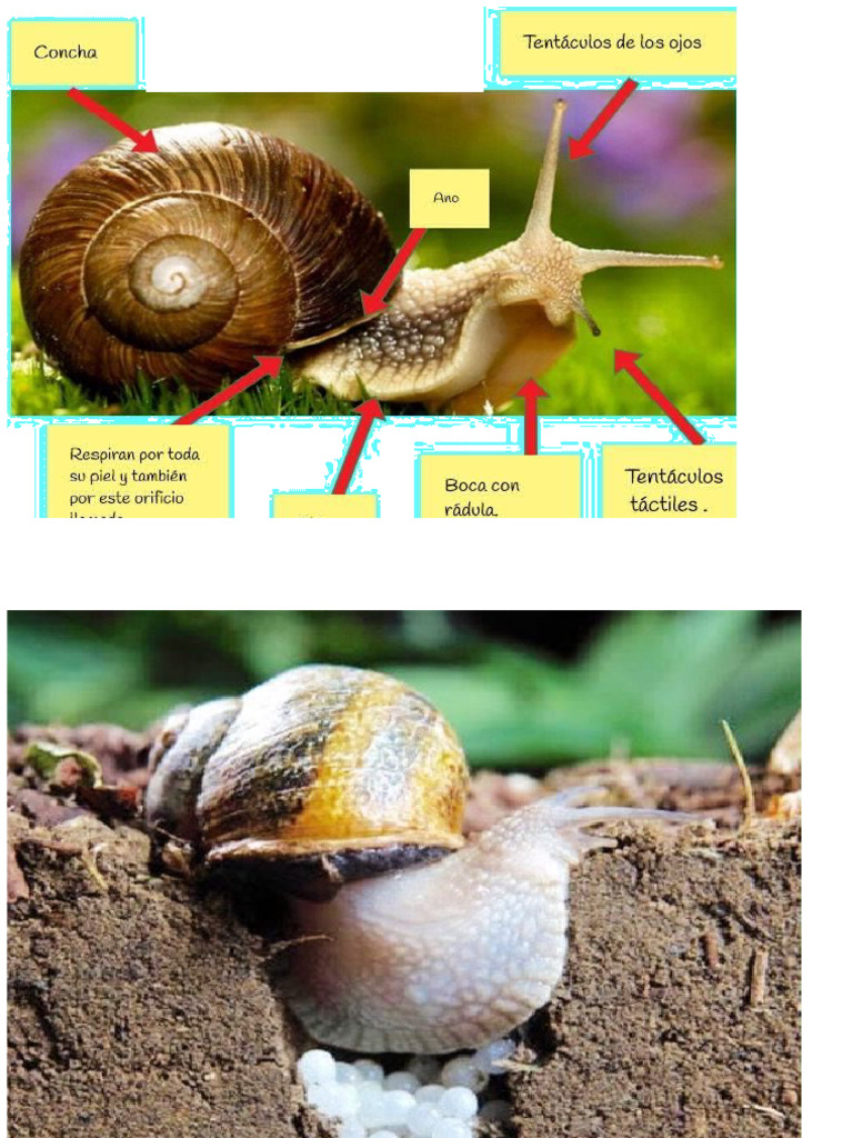 Ciclo de Vida Caracol 1 | PDF