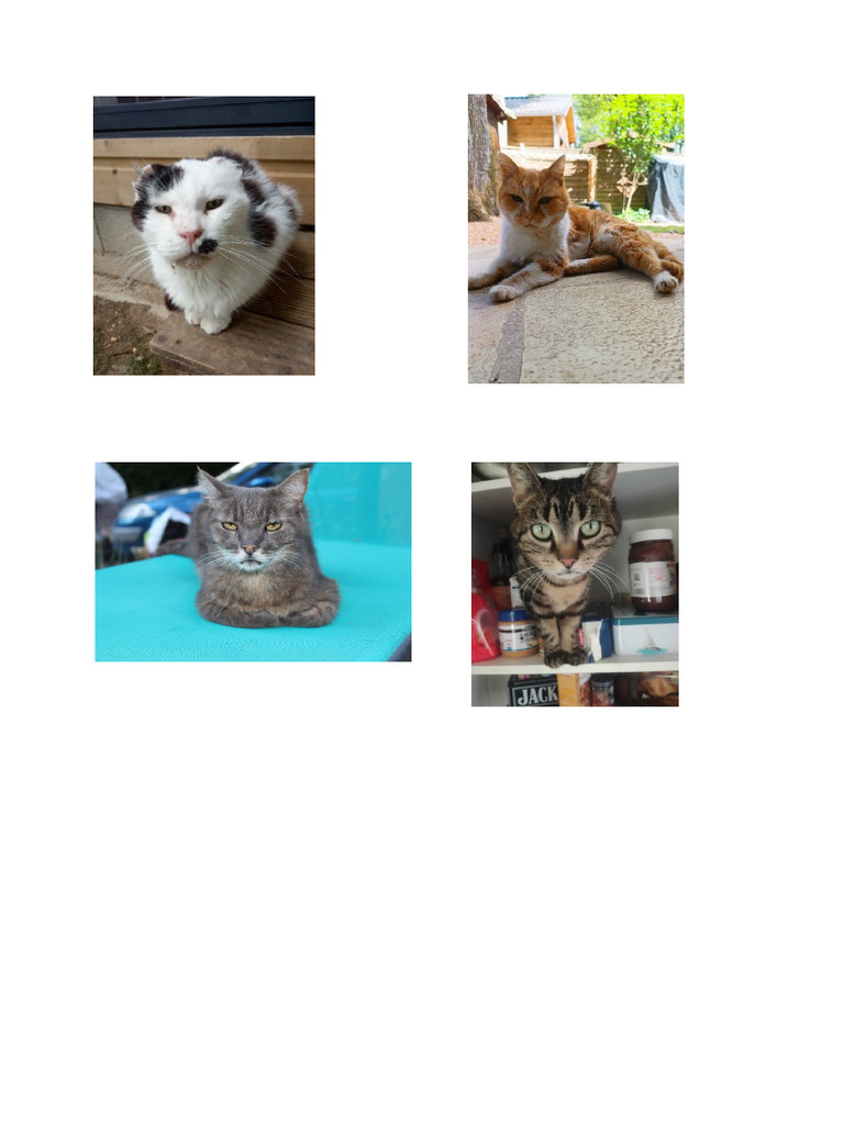 Caaat | PDF