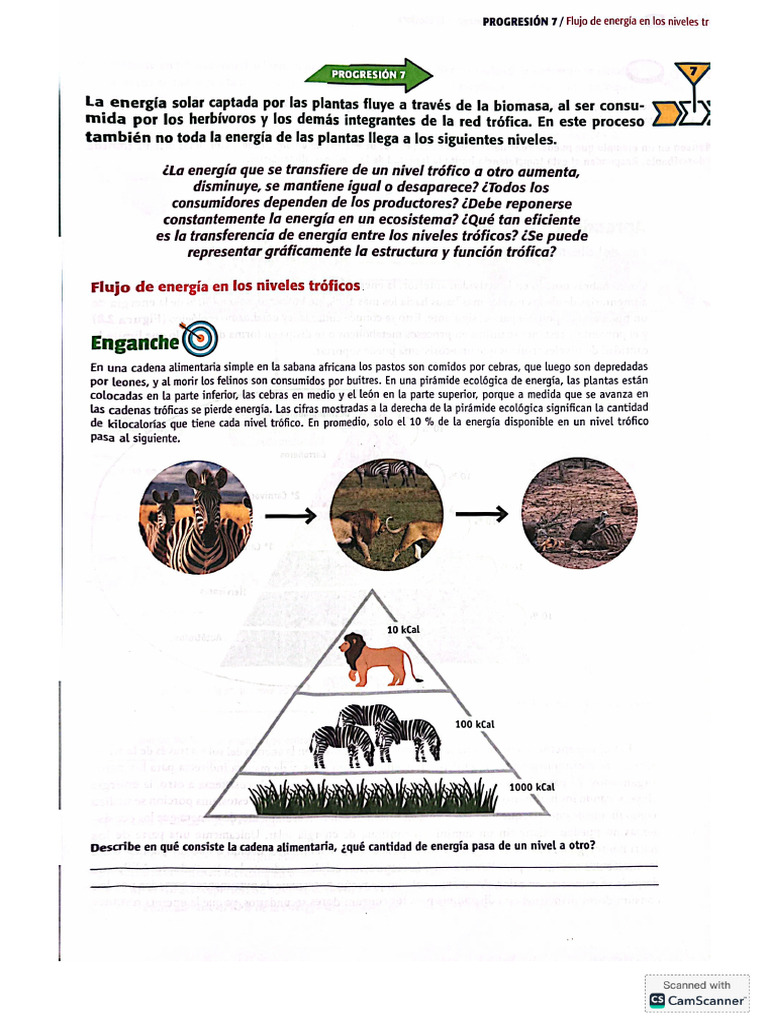 Prog7 Explora y Explica | PDF