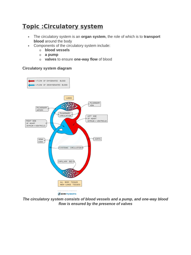 Circulatory System Part 1 | PDF