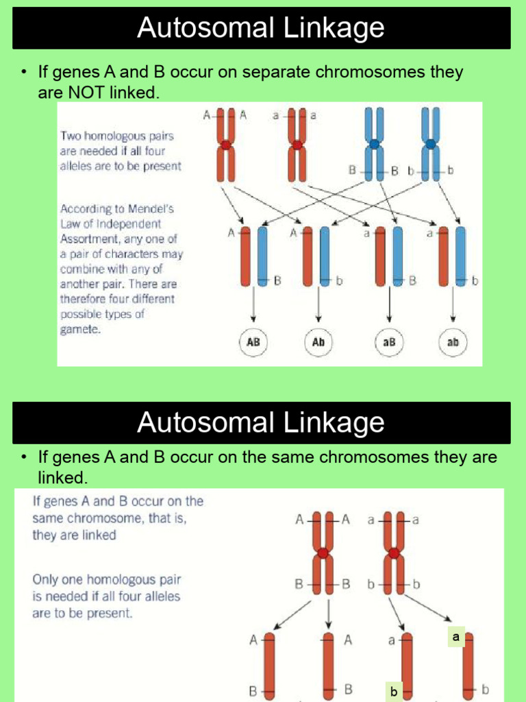 Linkage and Chi-Squared-Test | PDF | Dominance (Genetics) | Genetic Linkage