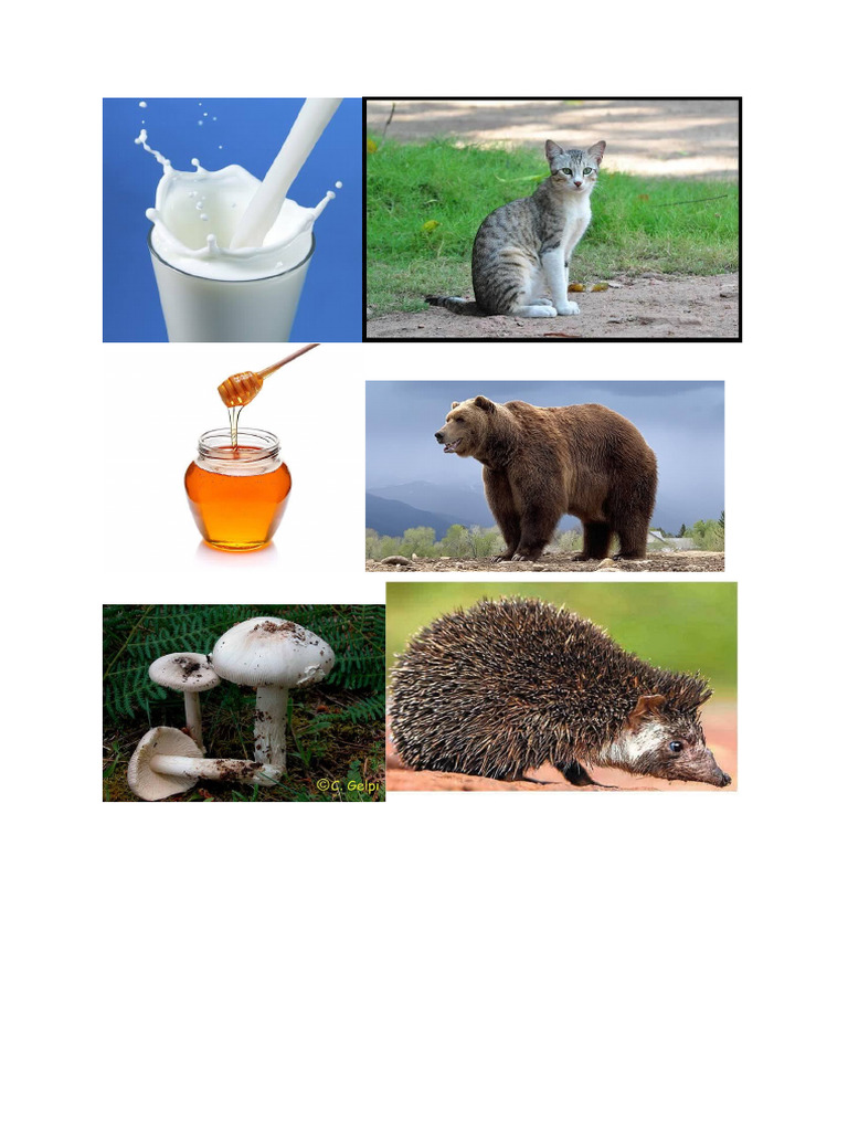 Animals and Food Habit 4 | PDF