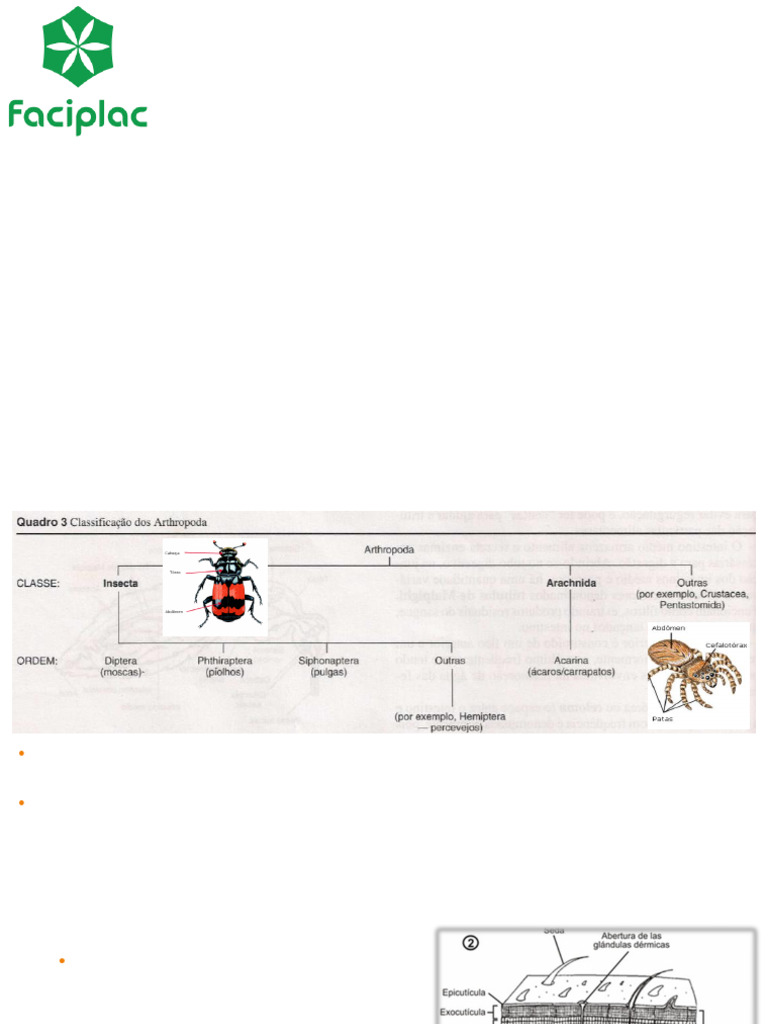 Ectoparasitas em Animais Domésticos | PDF | Mosquito | Insetos