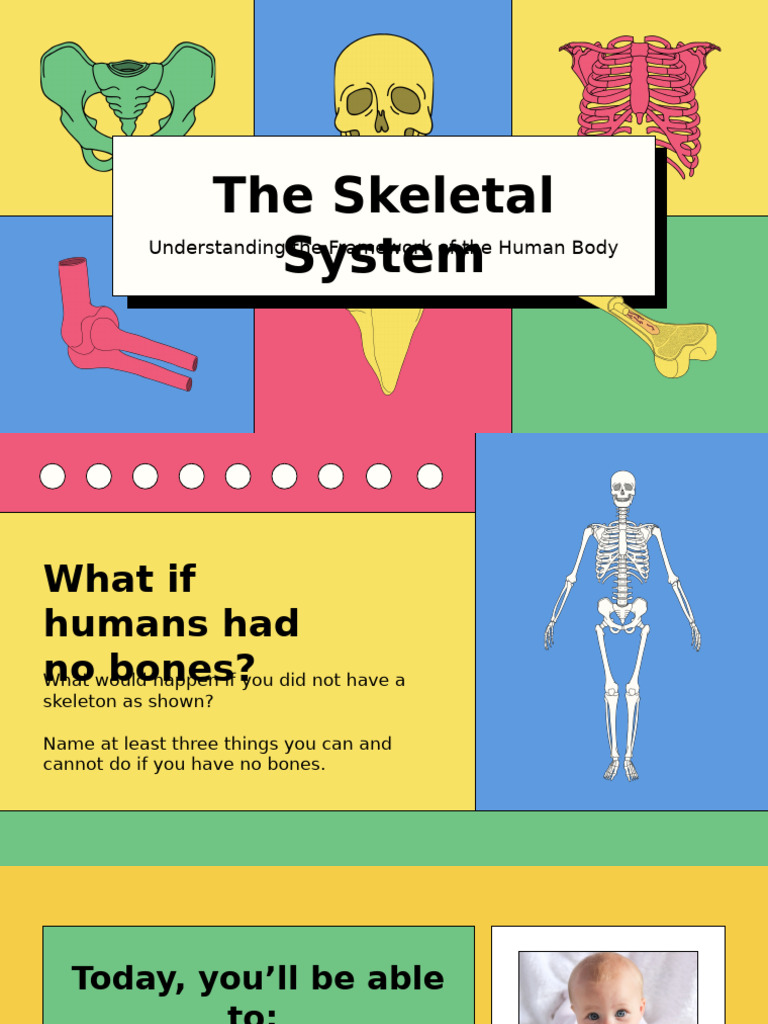 The-Skeletal-System | PDF | Skeleton | Bone