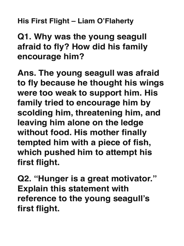 Seagull's First Flight & Mysterious Aeroplane | PDF