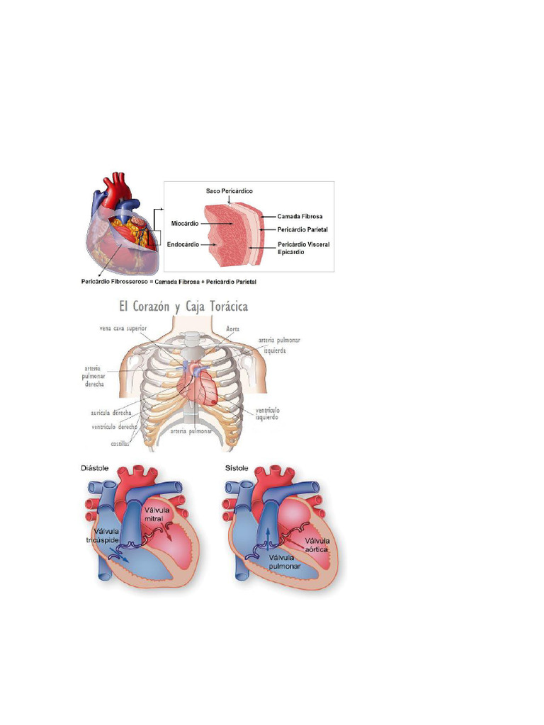 Imagenes Ada Uno Dos y Tres Previos | PDF | Ventrículo (corazón ...