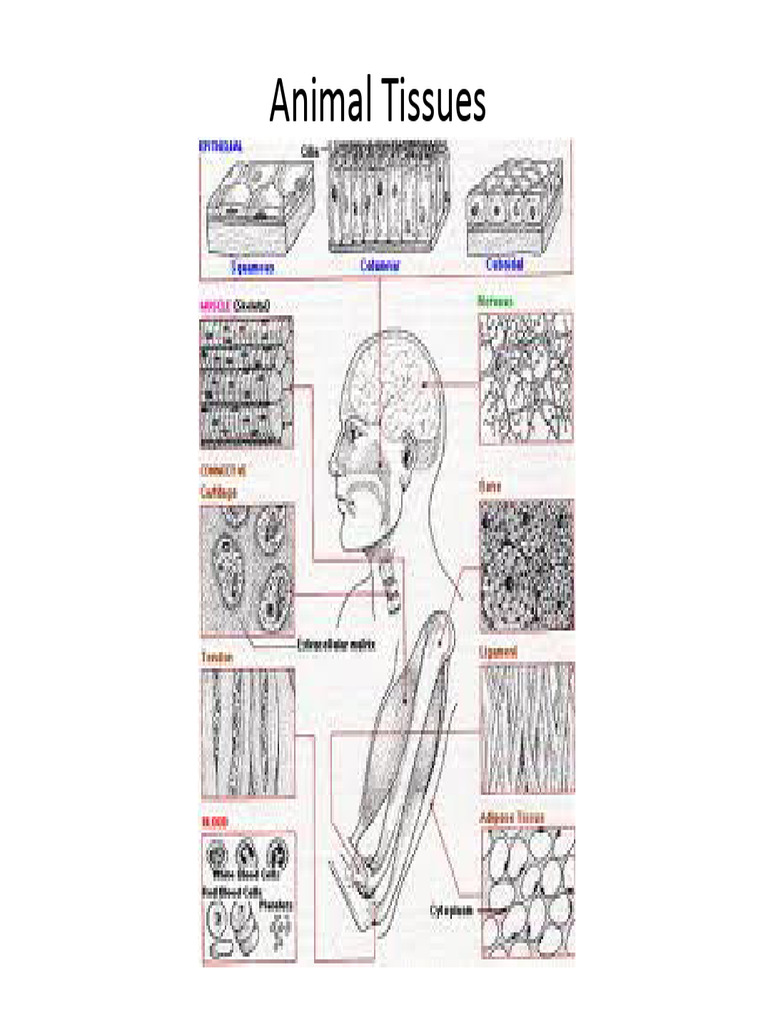 Animal Tissues-Class 9 Notes | PDF | Tissue (Biology) | Muscle