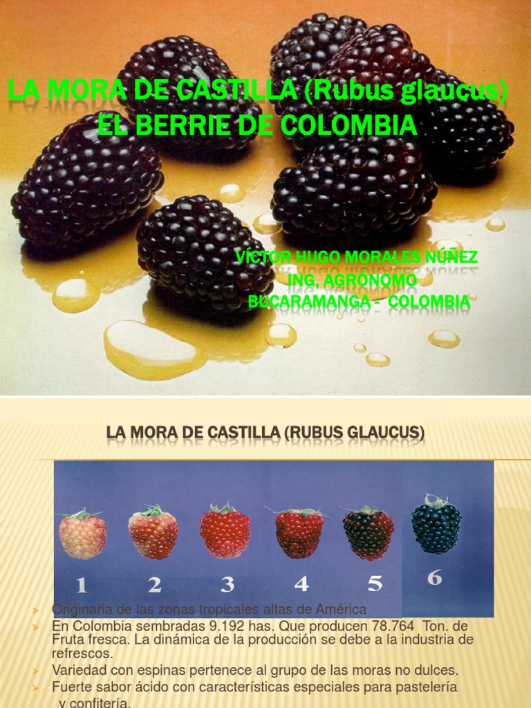 La Mora de Castilla en Colombia | Mora | Patentar