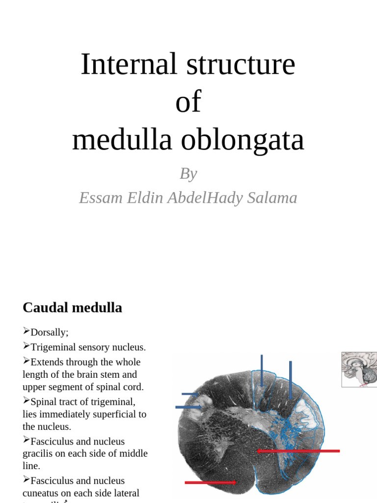 06 Medulla Internal Structures 124 Presentation | PDF