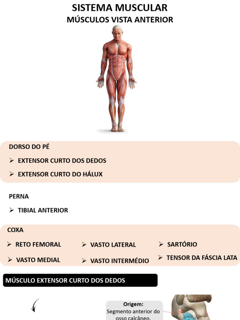 Anatomia dos Músculos do Corpo Humano | PDF | Sistema Locomotor ...