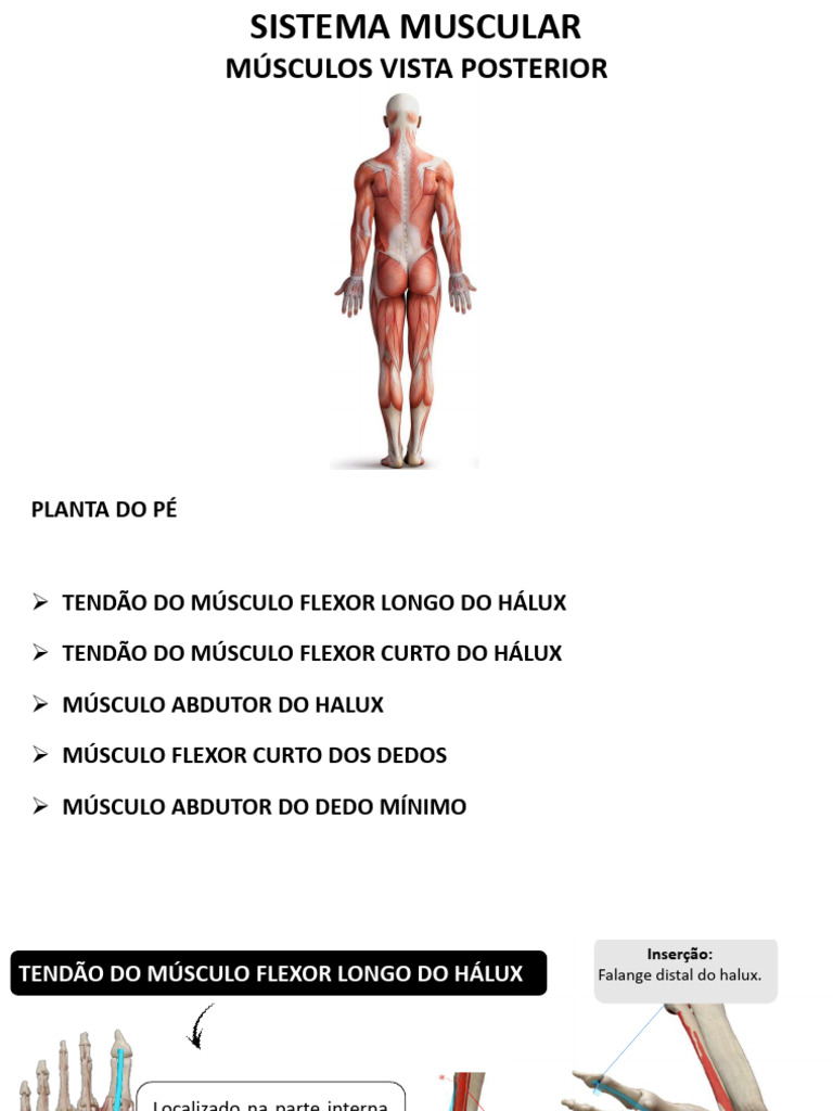 Slides 04. Aula Prática Musculos - Posterior | PDF | Pé | Quadril