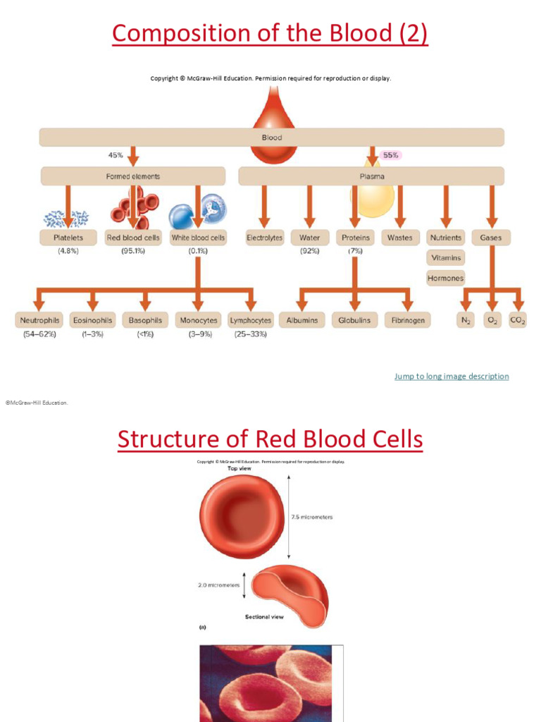 SEHH2320-24 L5 Cardiovascular System I Graphs | PDF | Blood Type ...