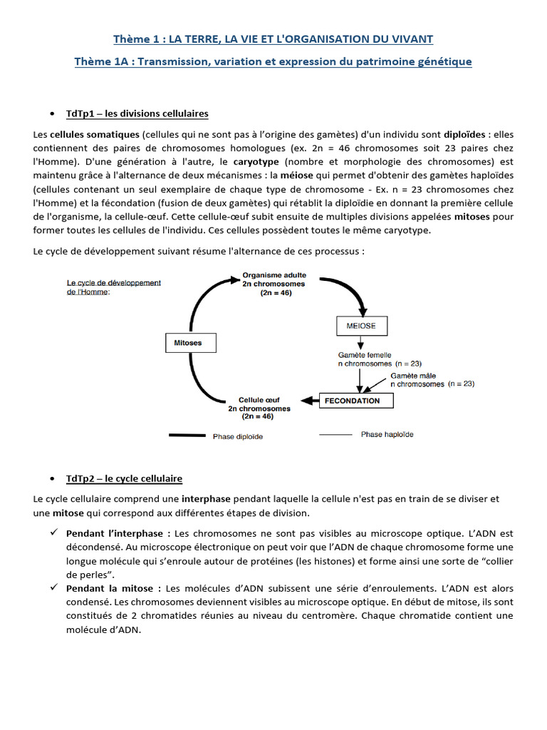 Divisions cellulaires et mitose expliquées | PDF | Chromosome | Mitose