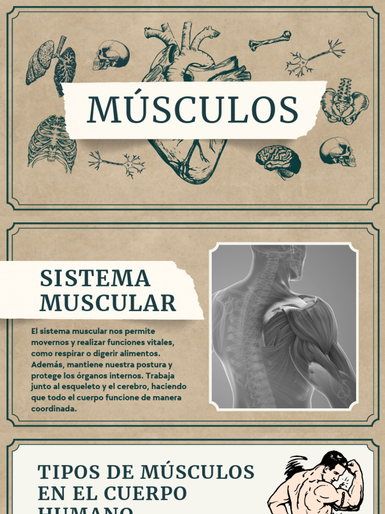 Tipos y Funciones de los Músculos Humanos | PDF