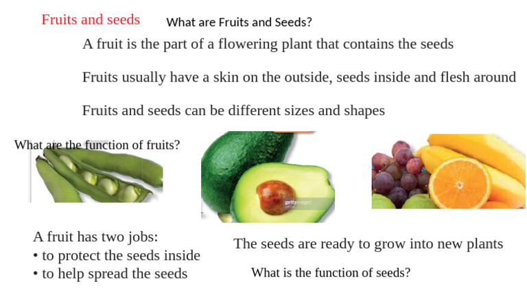 1.5 Year 5 Fruits and Seeds | PDF