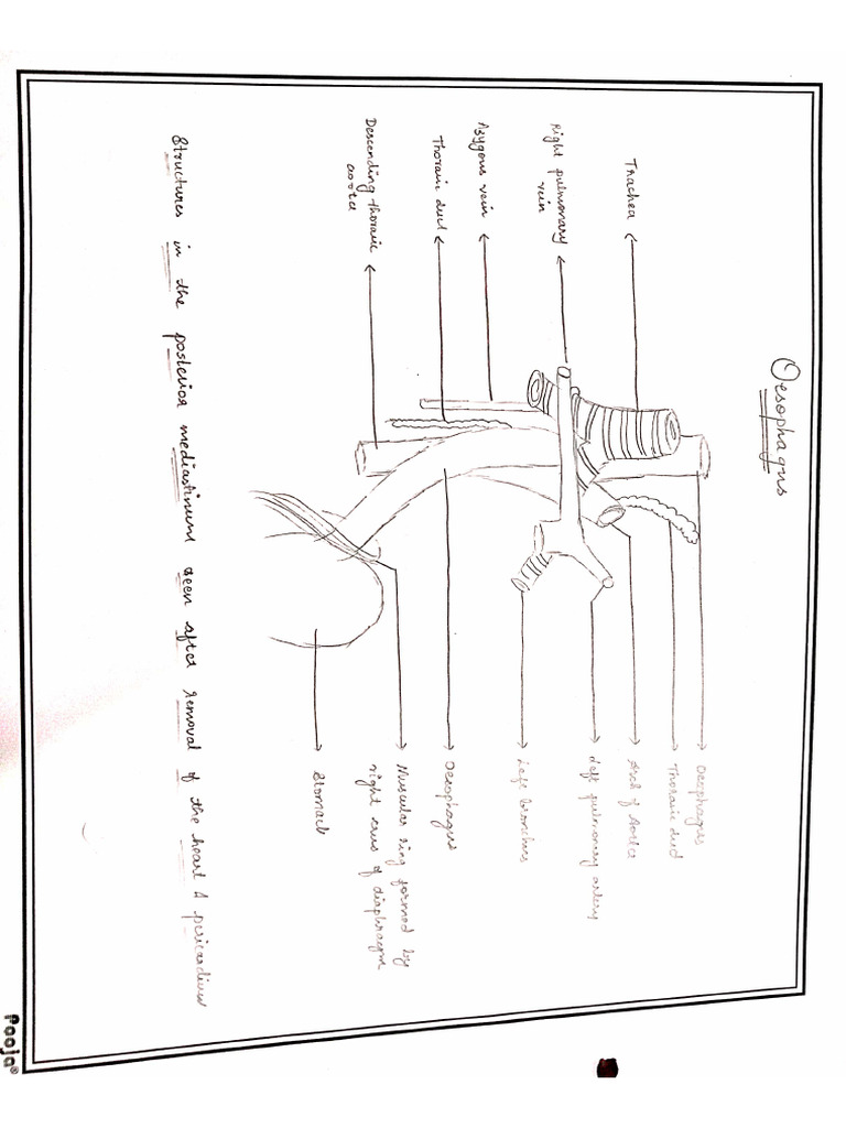 Digestive ND Urinary System Anatomy Record | PDF