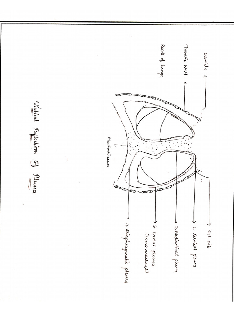 Anatomy Record | PDF