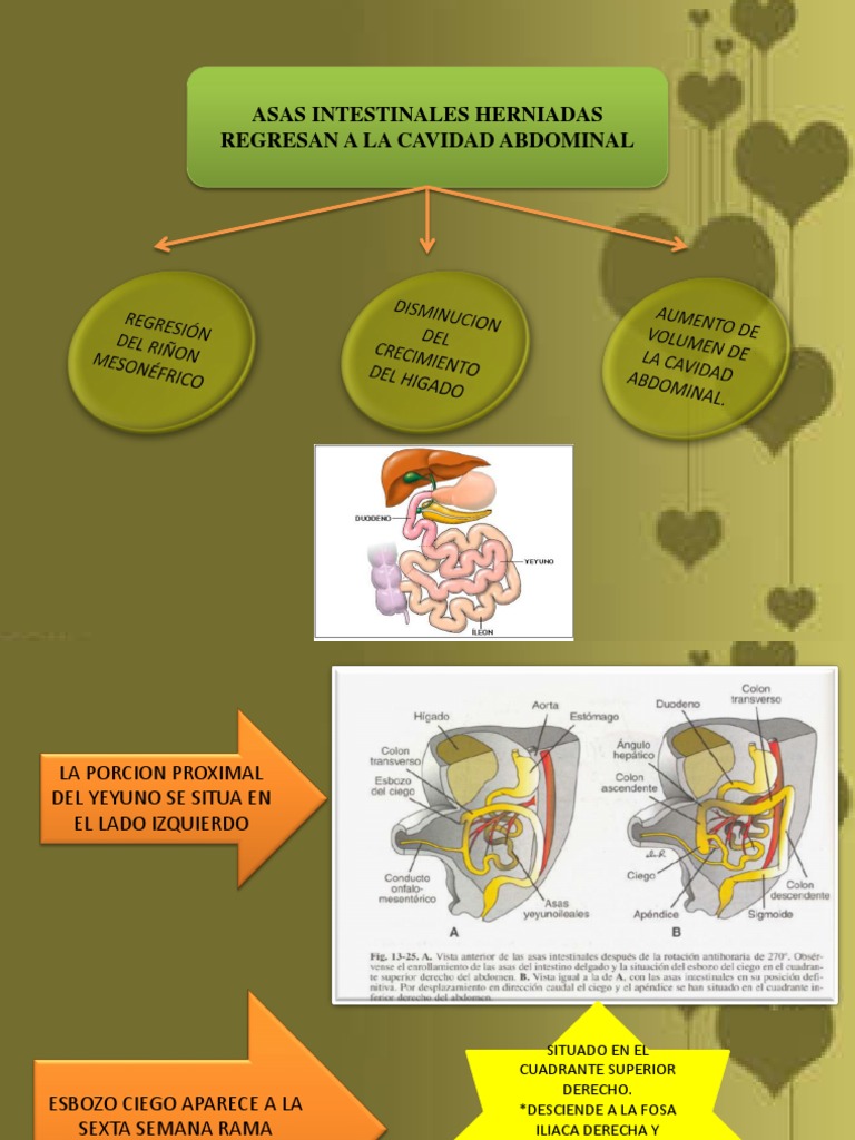 Anatomía y Herniación de Asas Intestinales | PDF | Intestino grueso ...