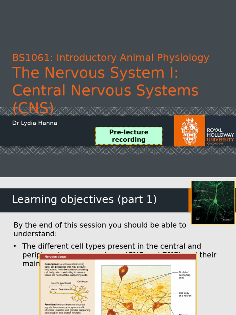 BS1061 Lec 1-2 2025-26 - Organisation of Nervous System - V1 2 | PDF ...