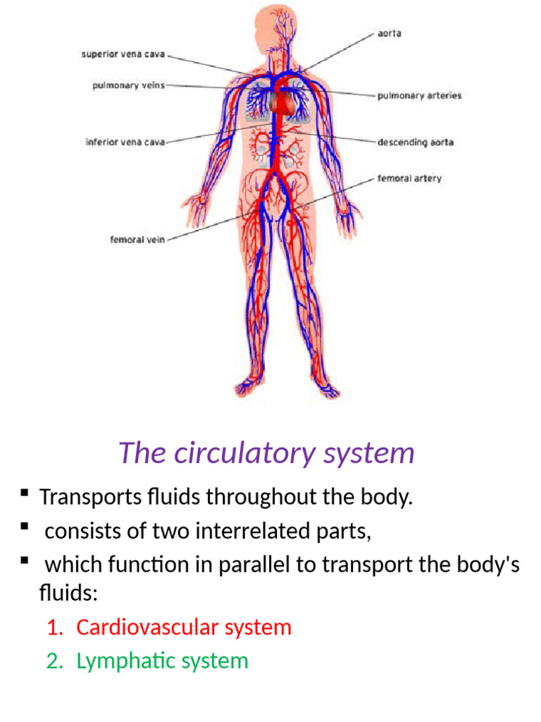 Circulatory System | PDF | Heart Valve | Coronary Circulation