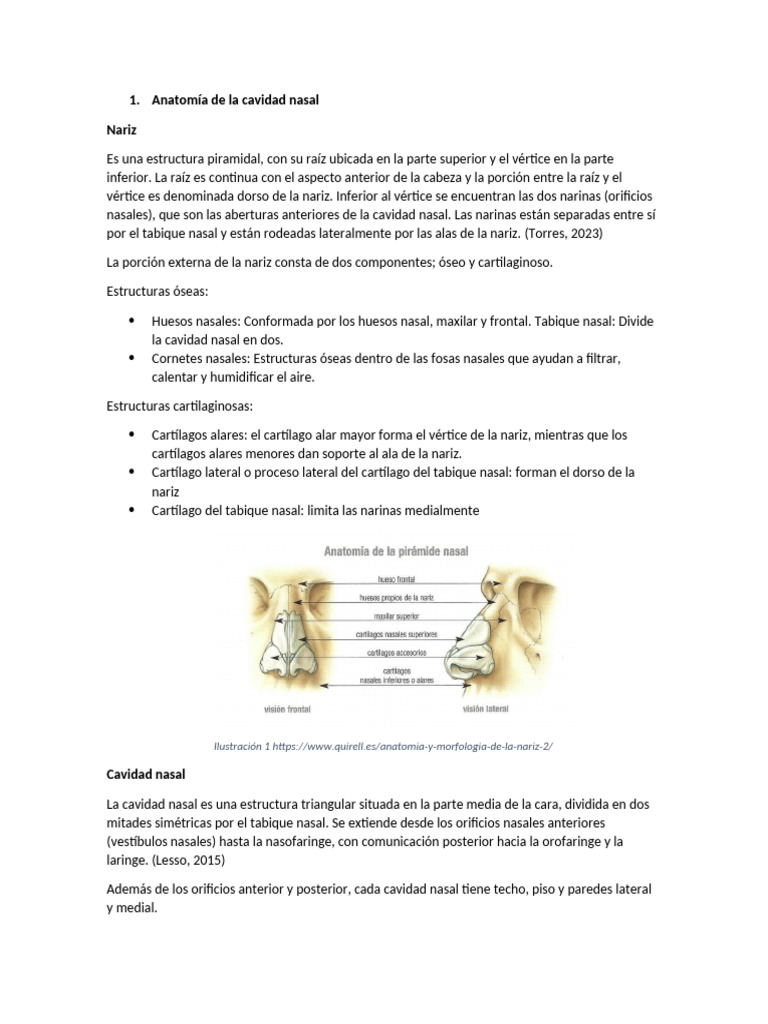 Anatomía y función de la cavidad nasal | PDF | Nariz humana | Anatomía