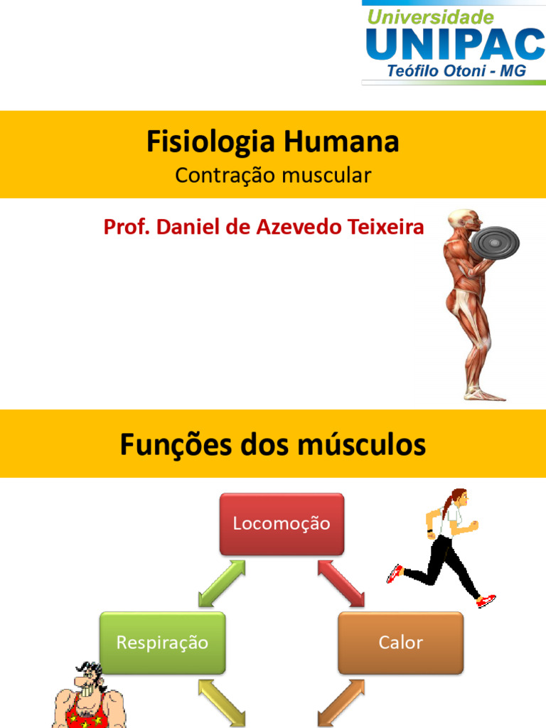 Fisiologia da Contração Muscular Humana | PDF