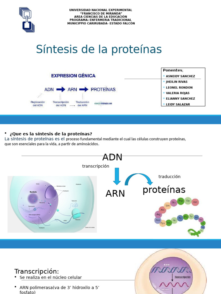 Proceso de Síntesis de Proteínas | PDF | Ribosoma | Codigo genetico