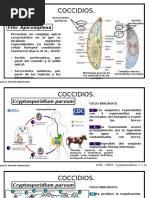 Generalidades de Esporozoarios | PDF | Anatomía | Biología