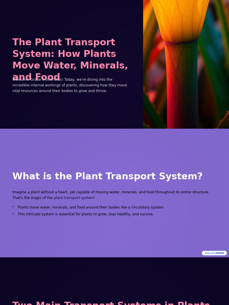 The Plant Transport System How Plants Move Water Minerals and Food ...