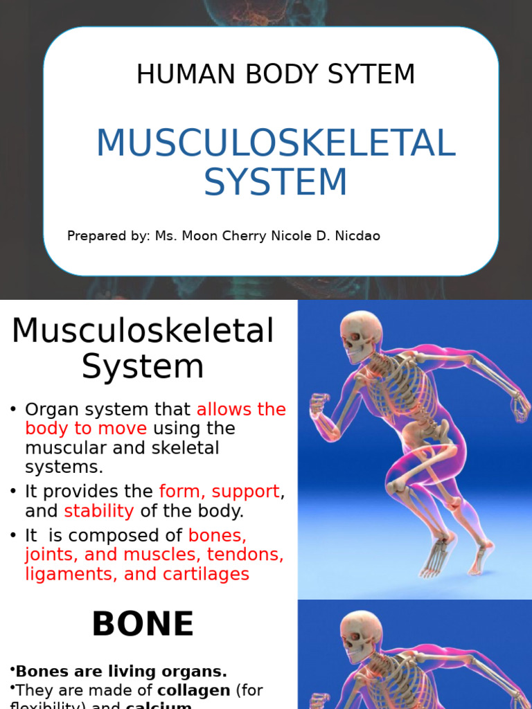 Musculoskeletal System | PDF | Muscle | Bone