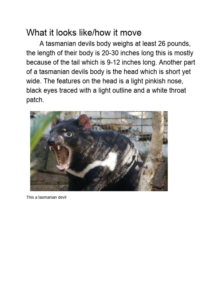 Tasmanian Devils Sarah | PDF