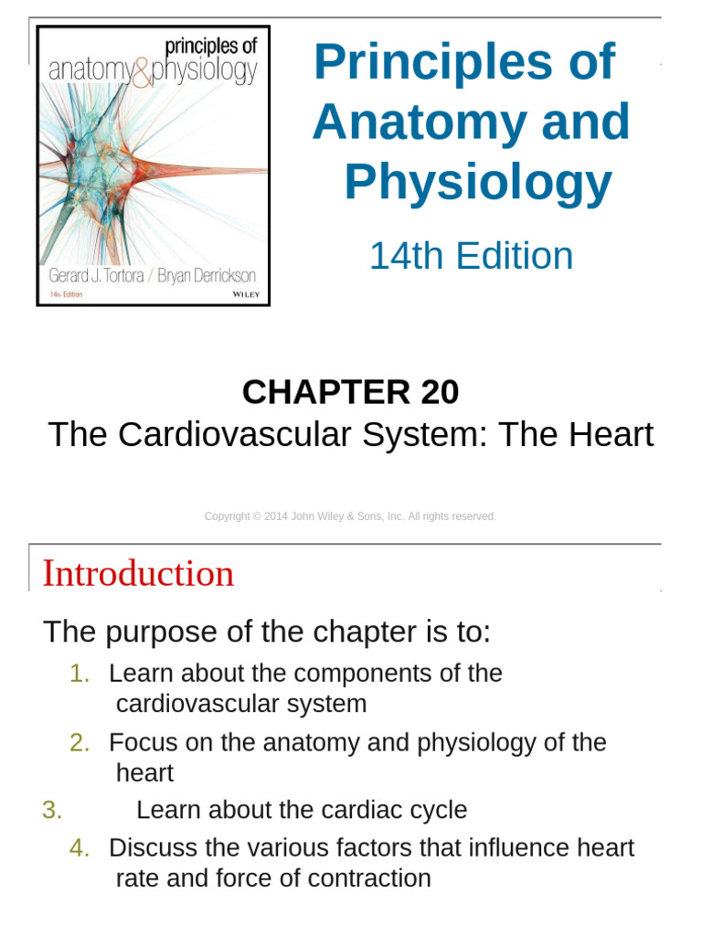 Anatomy and Physiology of the Heart | PDF | Atrium (Heart) | Heart