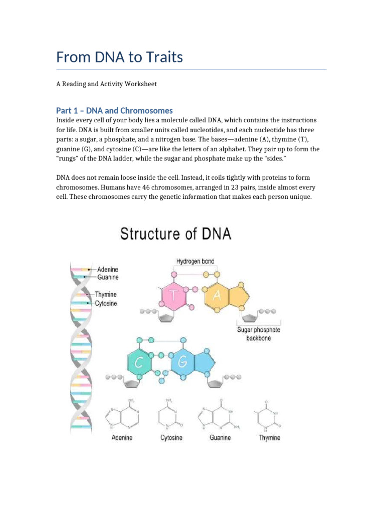 DNA, Traits, and the Central Dogma | PDF | Dna | Rna